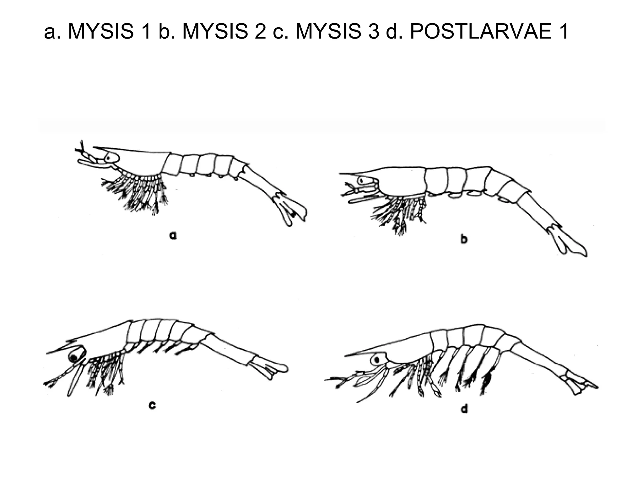 Life cycle of prawn | PPT