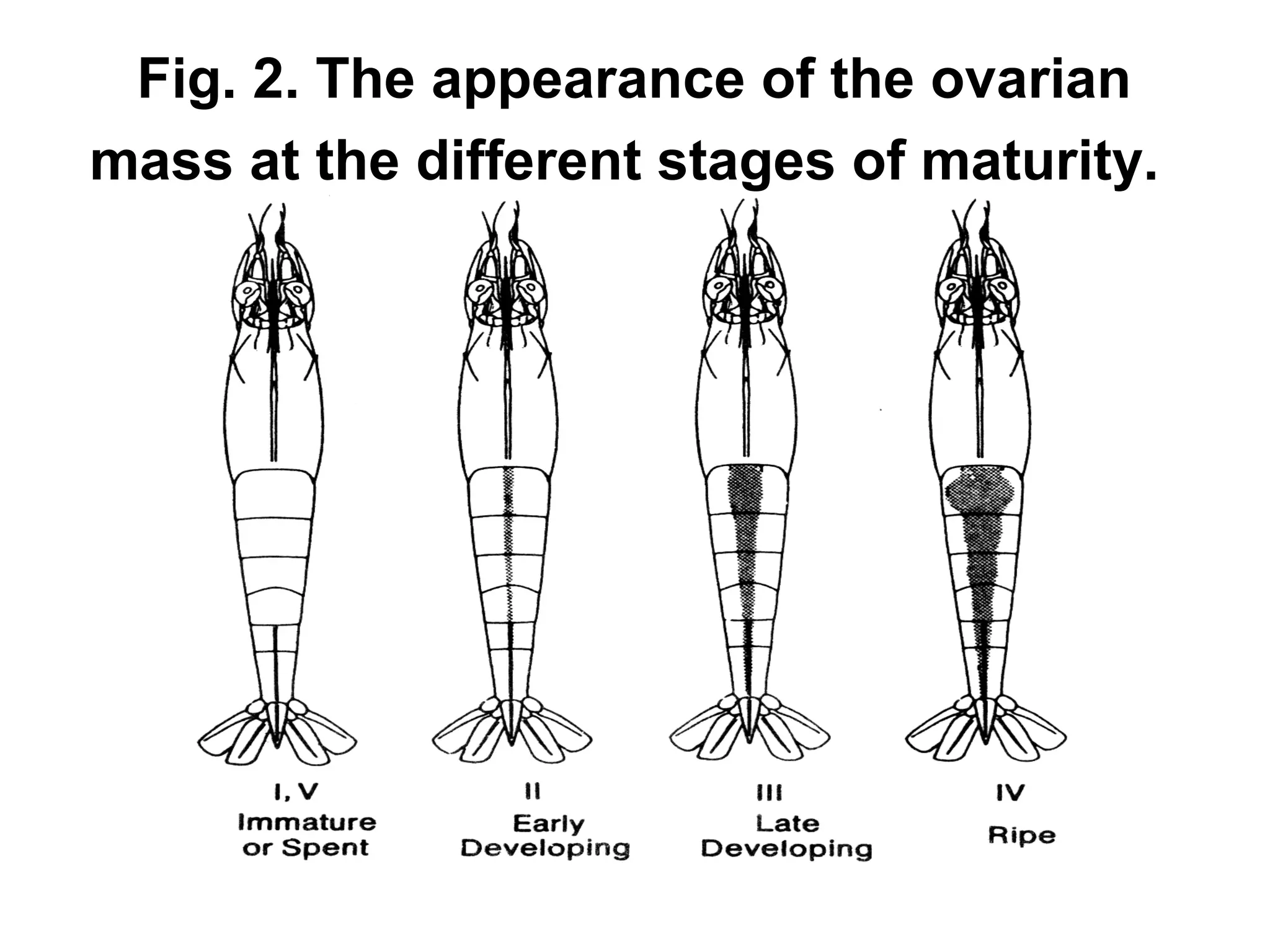 Life cycle of prawn | PPT