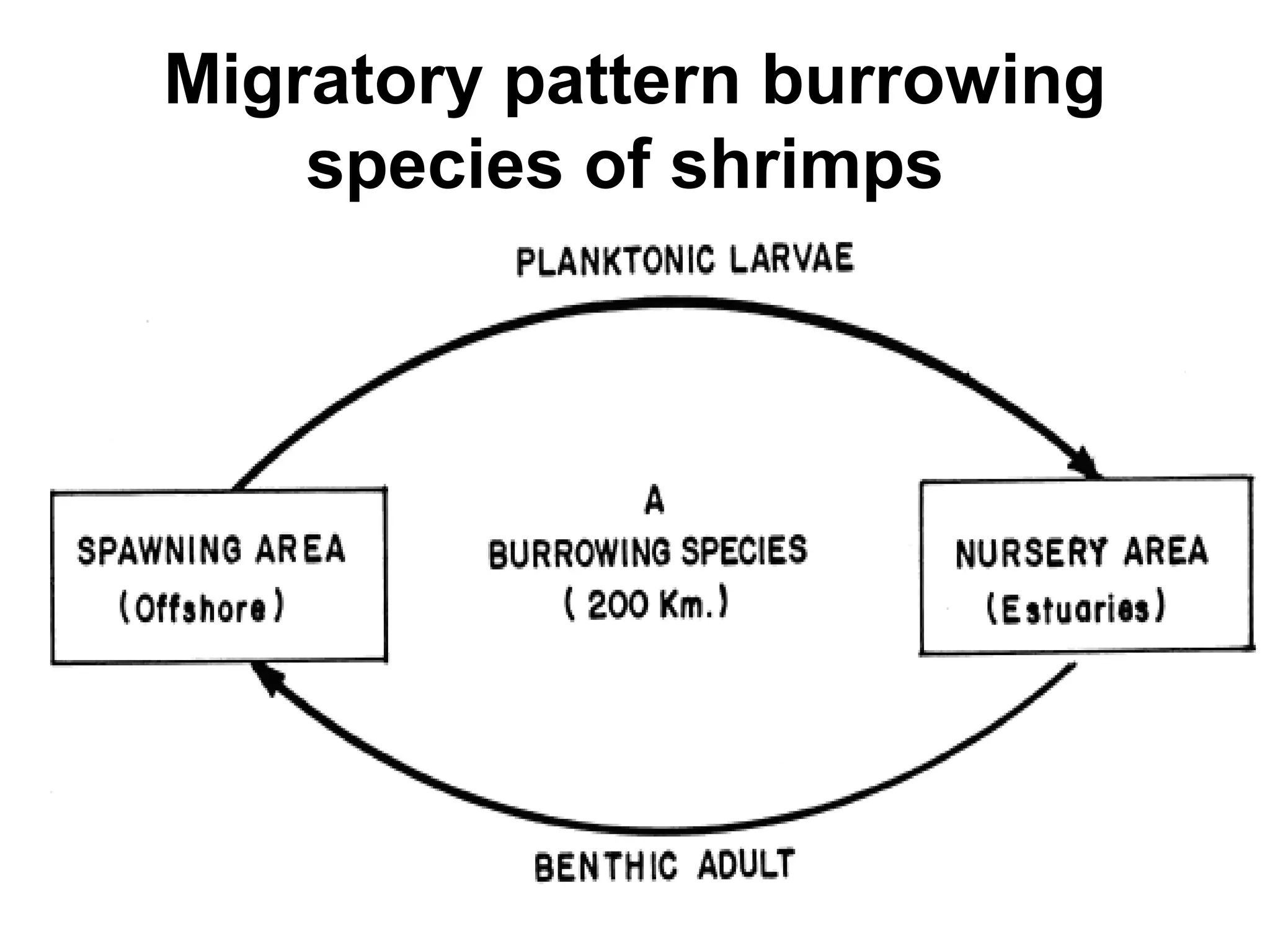 Life cycle of prawn | PPT