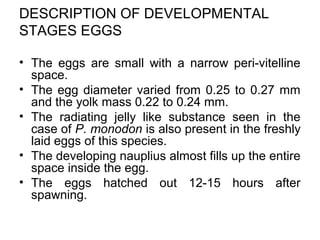 Life cycle of prawn | PPT