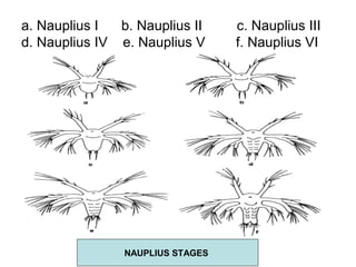 Life cycle of prawn | PPT