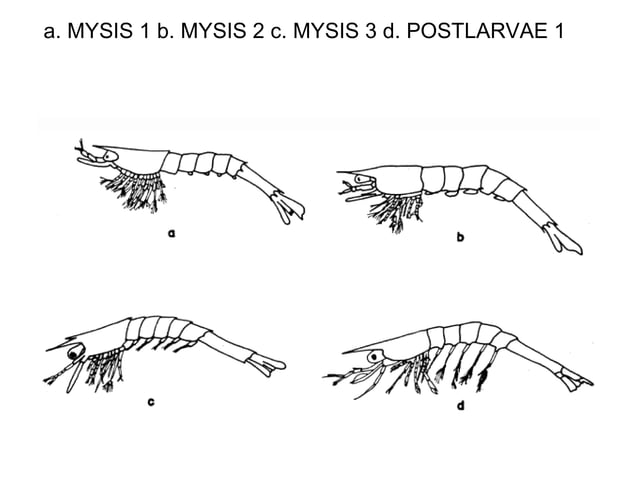 Life cycle of prawn | PPT