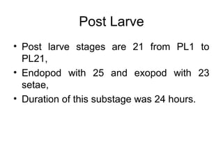 Life cycle of prawn | PPT