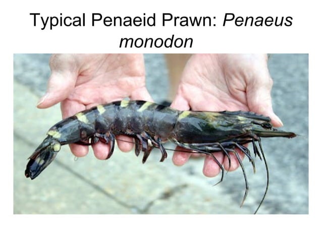 Life cycle of prawn | PPT