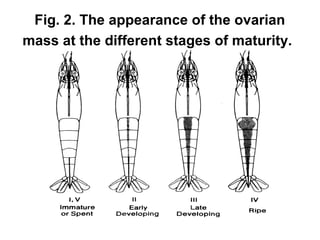 Life cycle of prawn | PPT