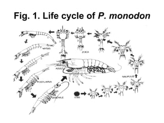Life cycle of prawn | PPT