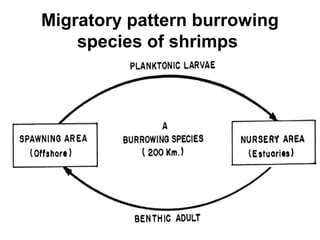 Life cycle of prawn | PPT