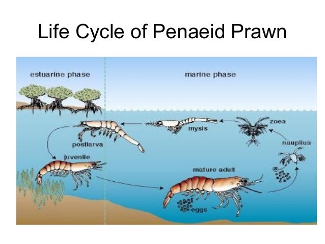 Life cycle of prawn