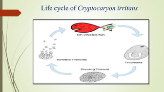 Life cycle of protozoan parasites | PPT