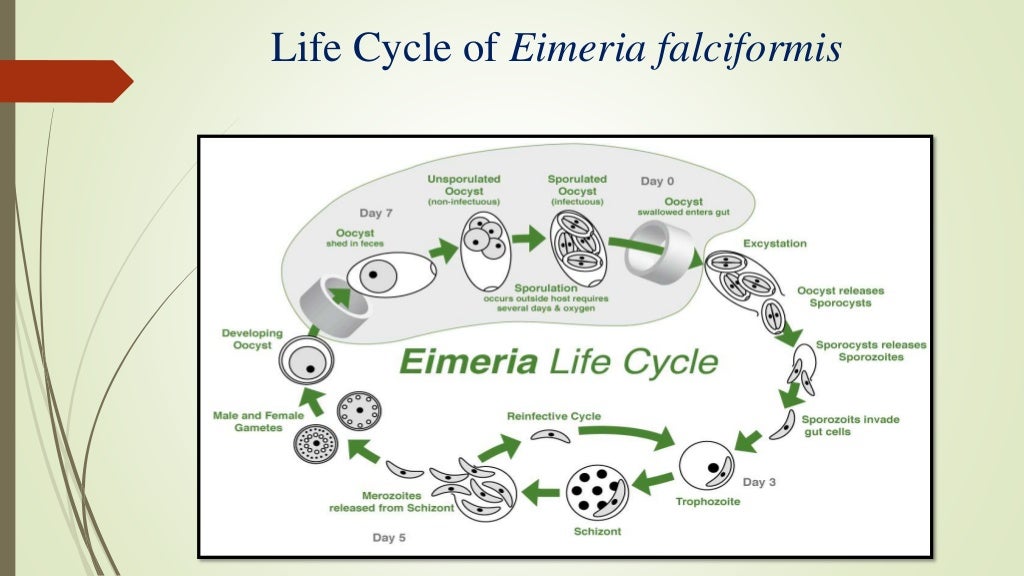 Life Cycle Of Protozoan Parasites