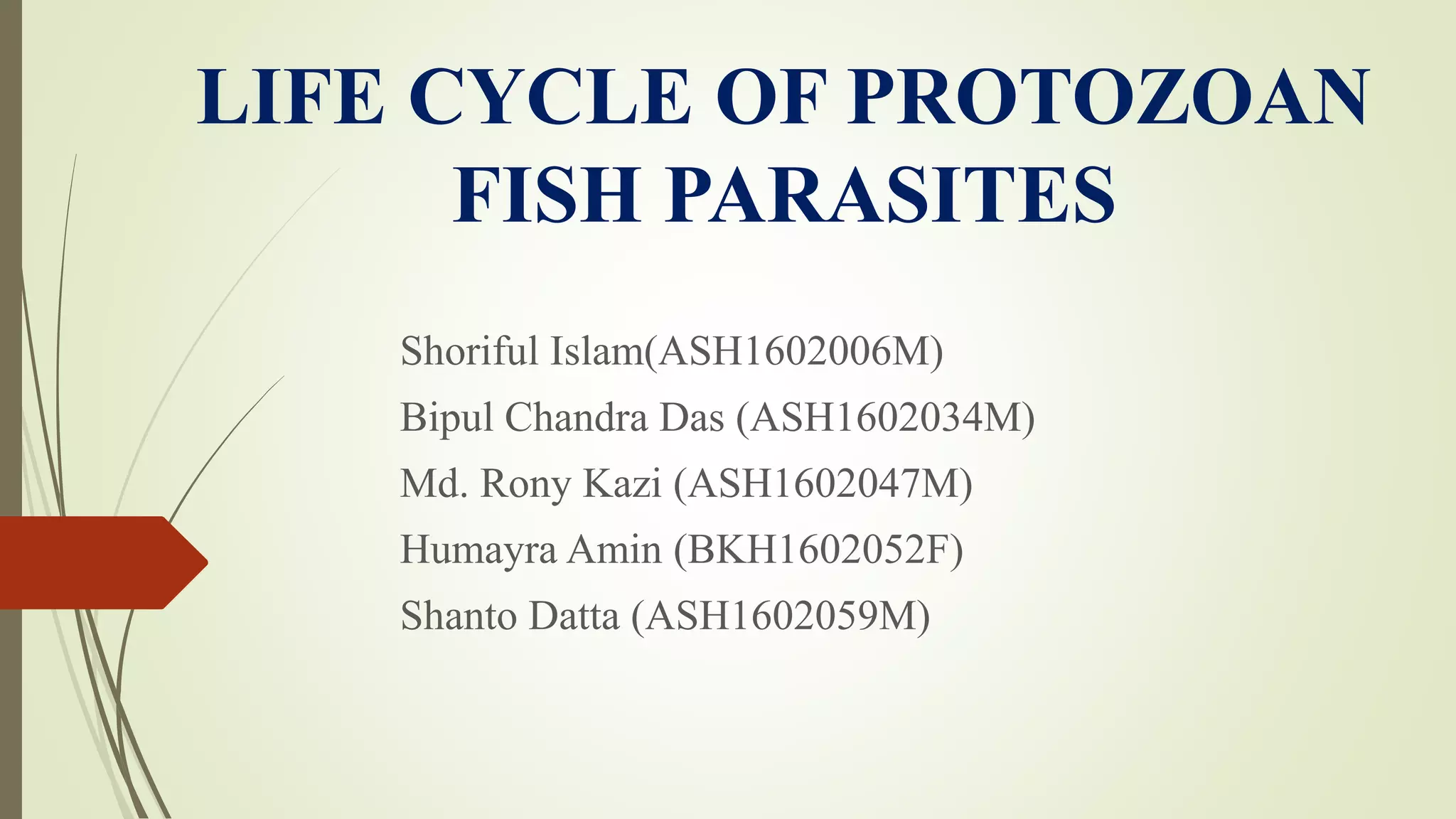 Life cycle of protozoan parasites | PPTX