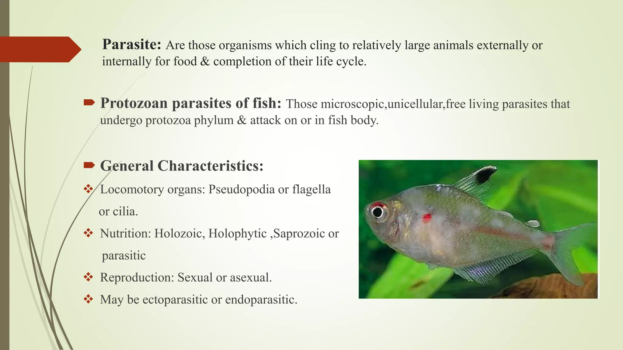 Life cycle of protozoan parasites | PPTX