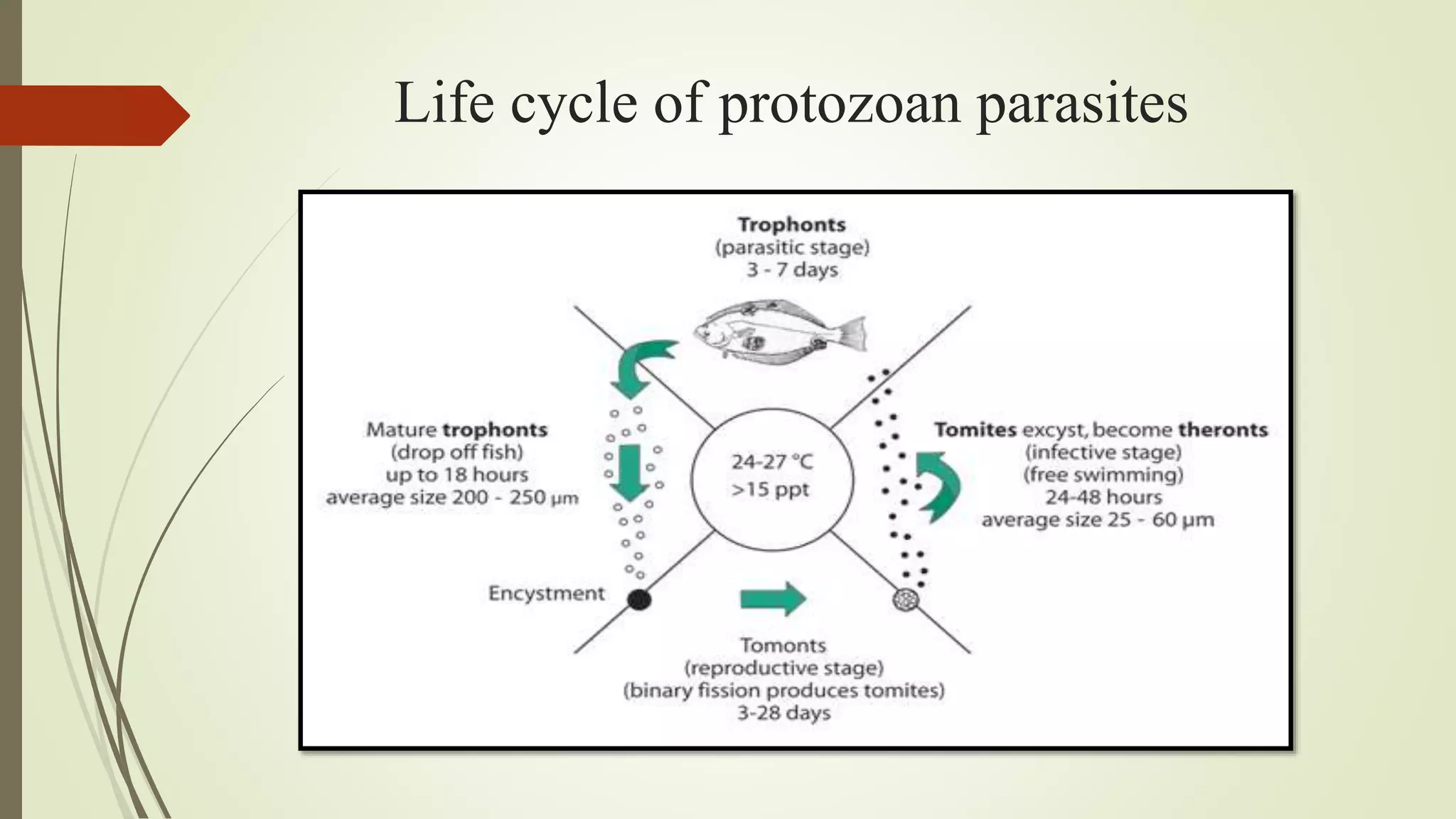 Life cycle of protozoan parasites | PPTX