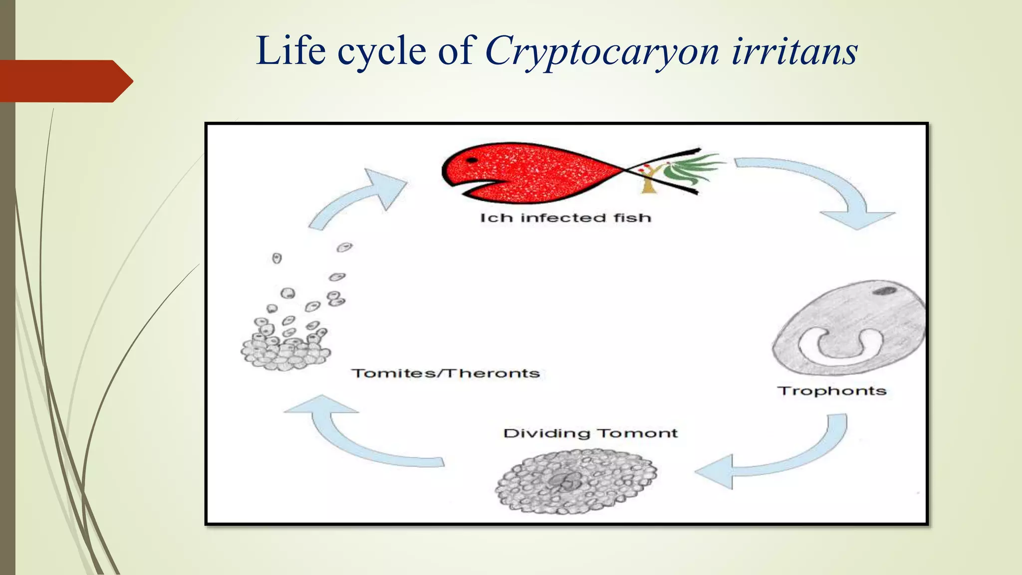 Life cycle of protozoan parasites | PPTX