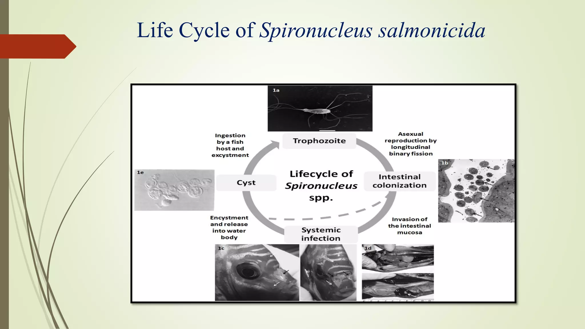Life cycle of protozoan parasites | PPTX