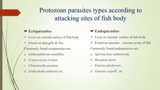 Life cycle of protozoan parasites | PPTX