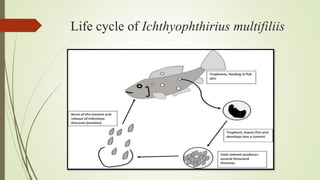 Life cycle of protozoan parasites | PPTX