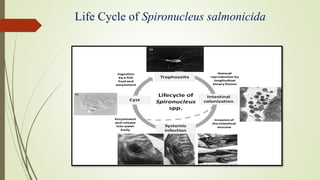Life cycle of protozoan parasites | PPTX