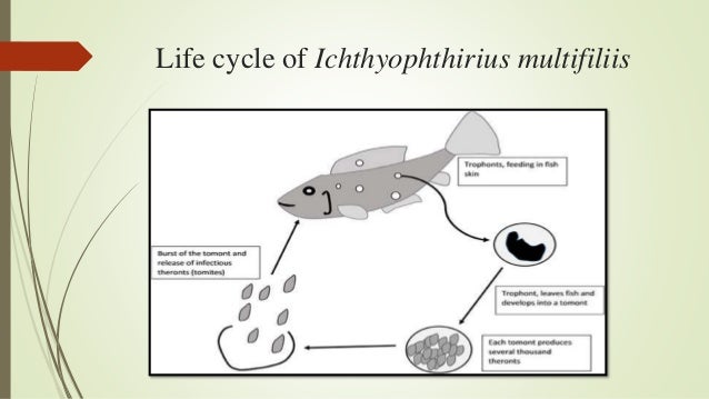 Life Cycle Of Protozoan Parasites