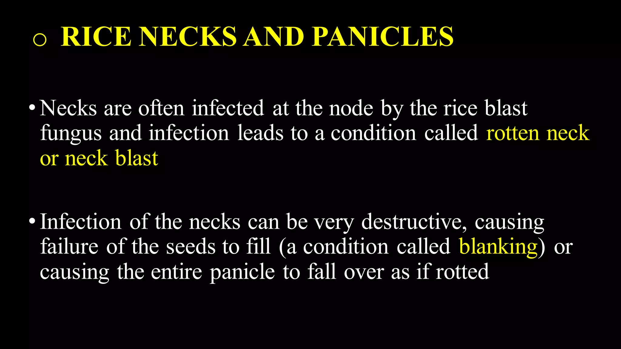 LIFE CYCLE OF PYRICULARIA.pdf