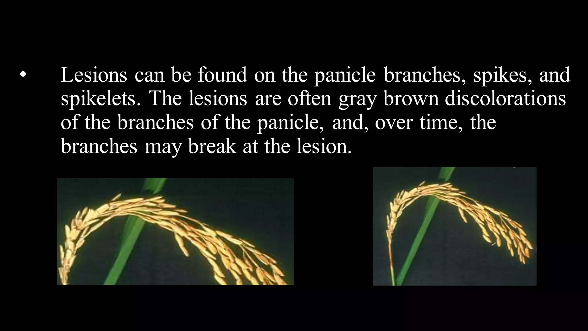 LIFE CYCLE OF PYRICULARIA.pdf