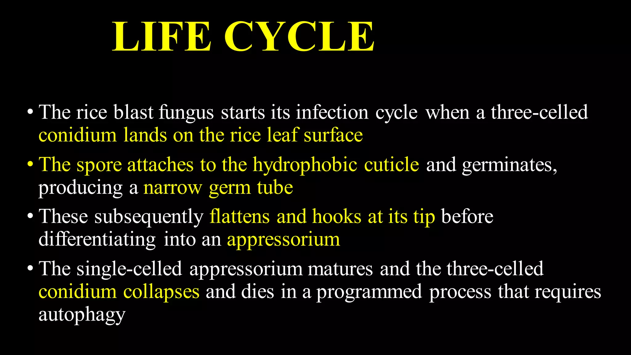 LIFE CYCLE OF PYRICULARIA.pdf
