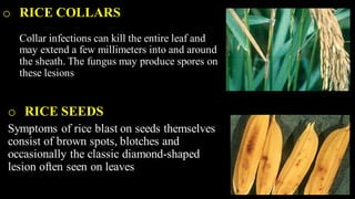 LIFE CYCLE OF PYRICULARIA.pdf