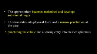 LIFE CYCLE OF PYRICULARIA.pdf