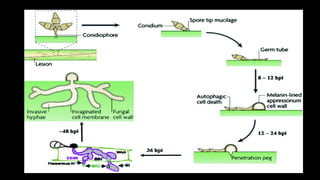 LIFE CYCLE OF PYRICULARIA.pdf