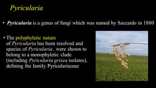 LIFE CYCLE OF PYRICULARIA.pdf