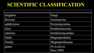 LIFE CYCLE OF PYRICULARIA.pdf