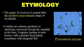 LIFE CYCLE OF PYRICULARIA.pdf