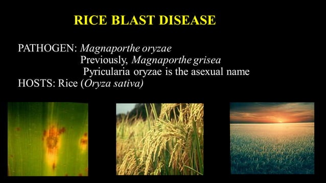 LIFE CYCLE OF PYRICULARIA.pdf | Gardening | Home & Garden