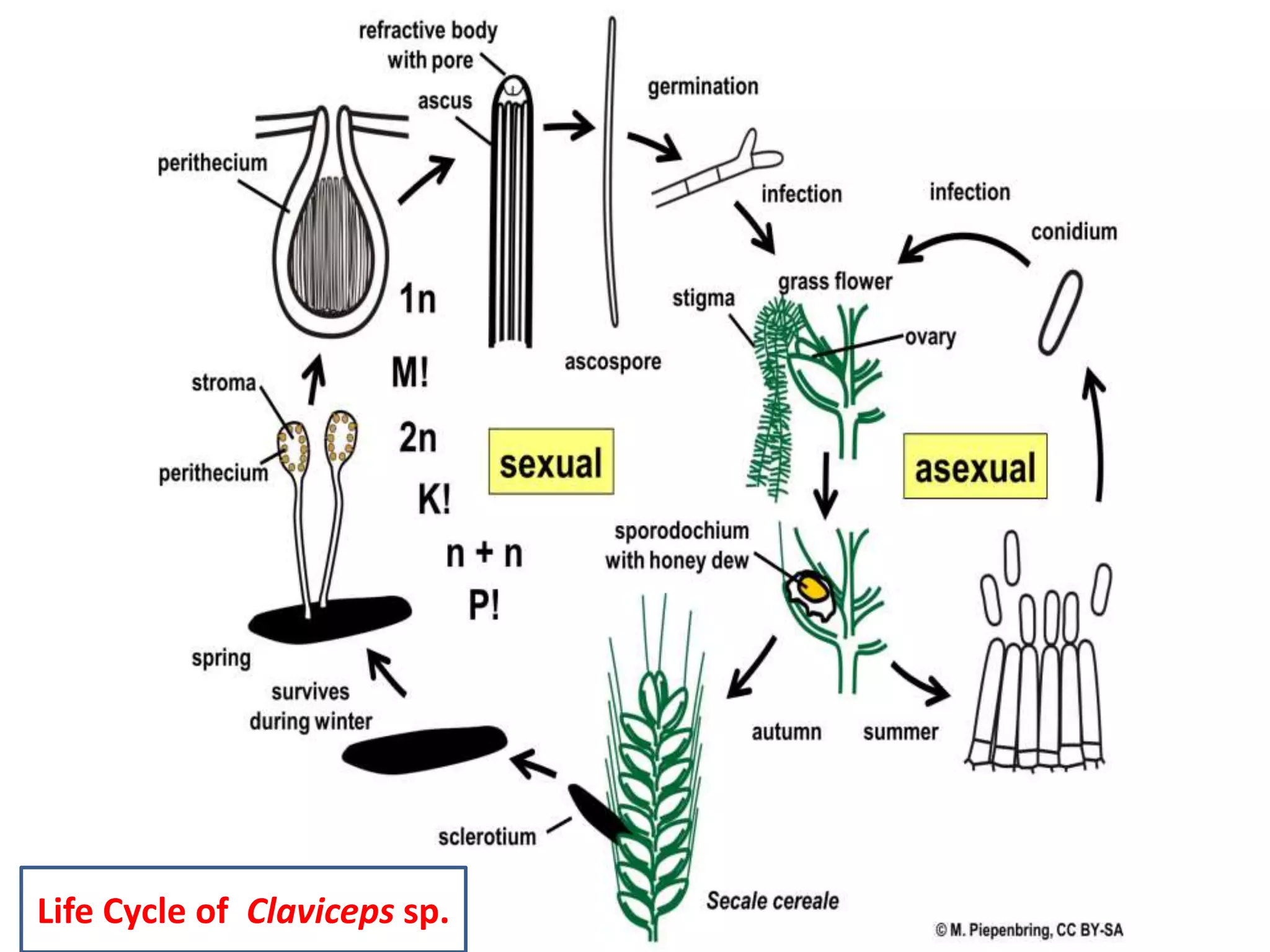 Life cycle of Pythium, Albugo, Erysiphe, Claviceps, Ustilao and Puccinia fungi | PPTX