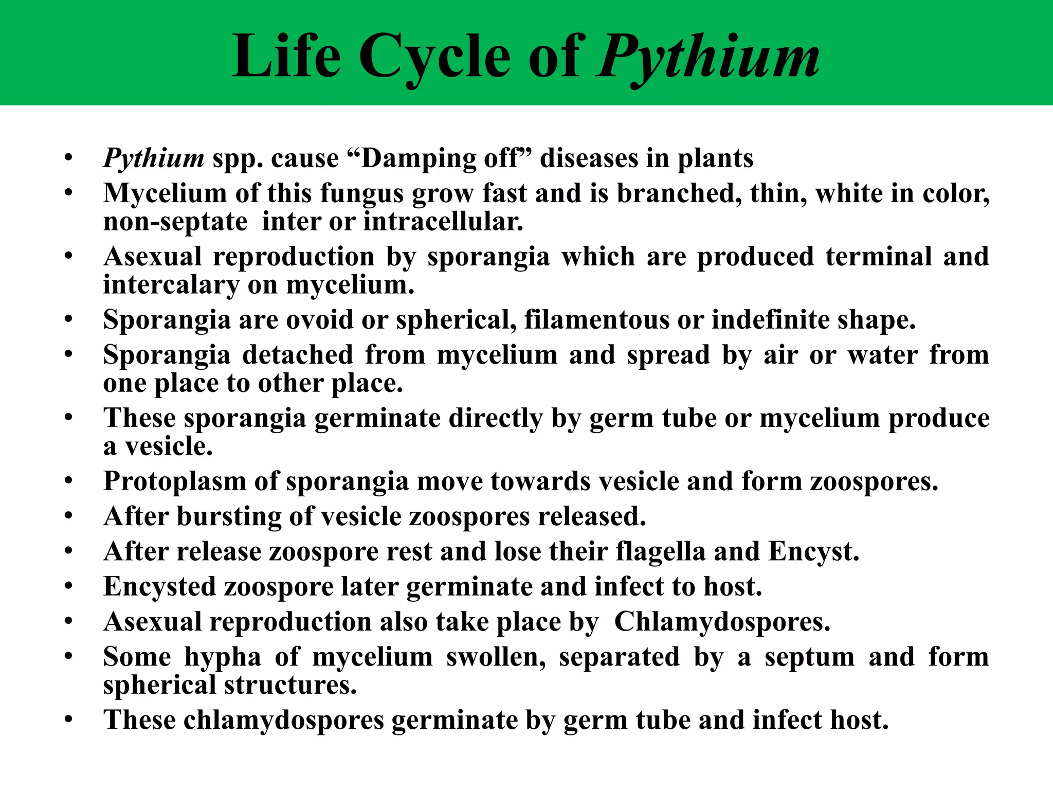 Life cycle of Pythium, Albugo, Erysiphe, Claviceps, Ustilao and ...
