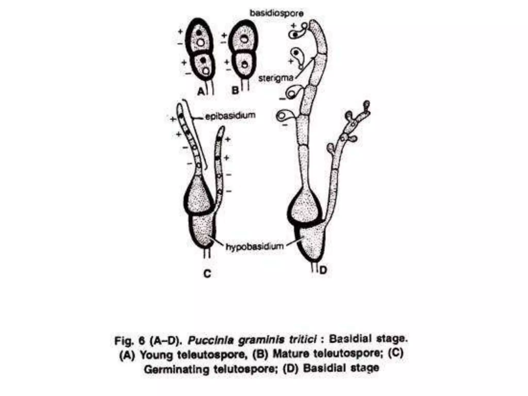 Life cycle of Pythium, Albugo, Erysiphe, Claviceps, Ustilao and Puccinia fungi | PPTX