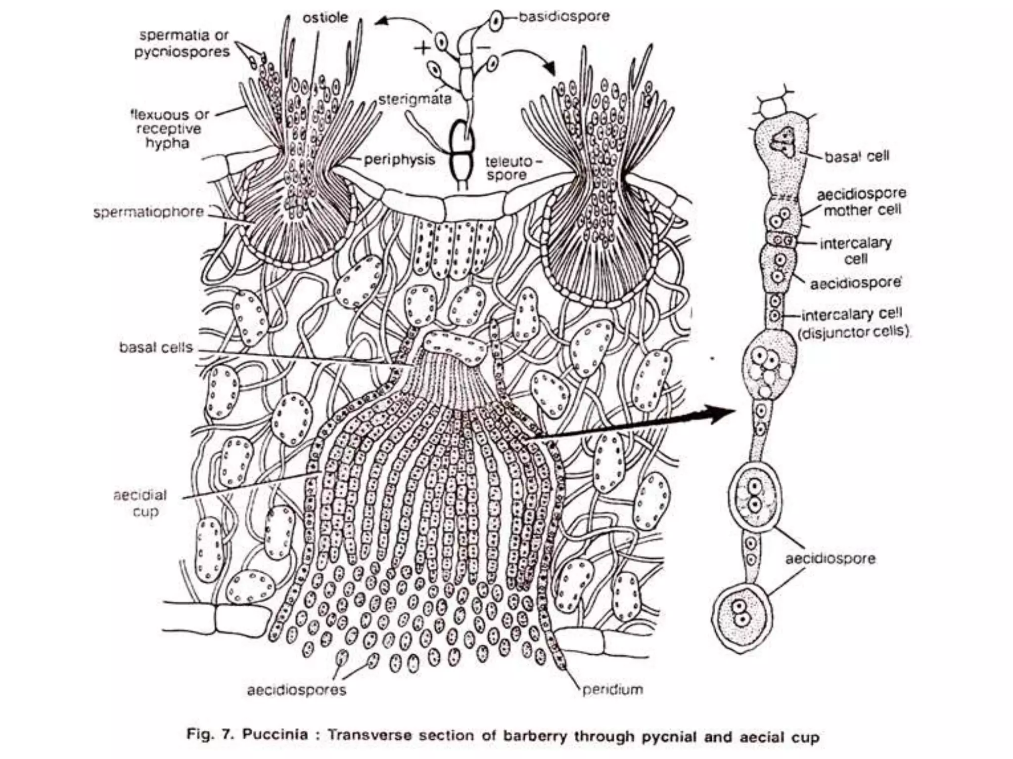Life cycle of Pythium, Albugo, Erysiphe, Claviceps, Ustilao and ...