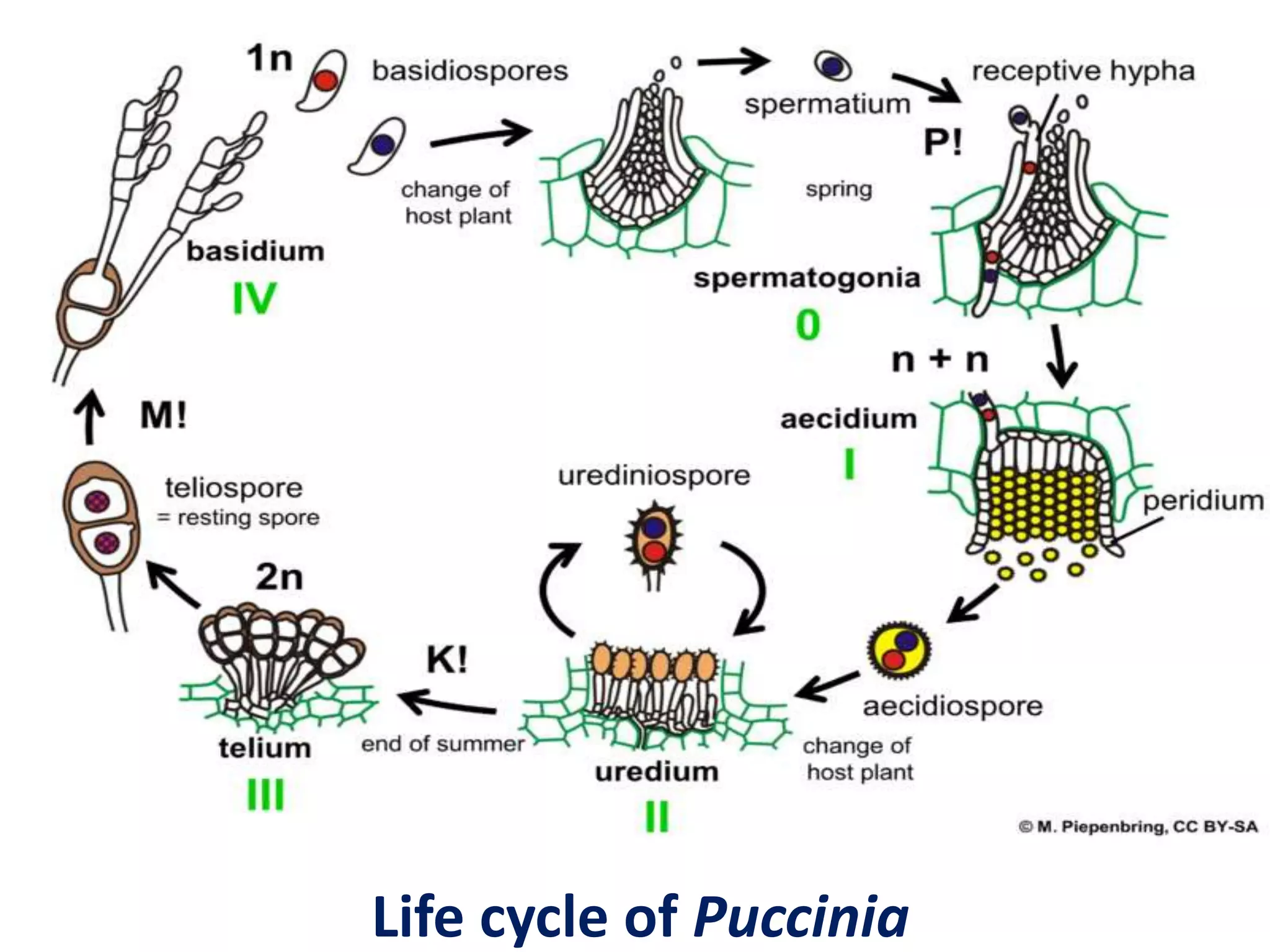 Life cycle of Pythium, Albugo, Erysiphe, Claviceps, Ustilao and ...
