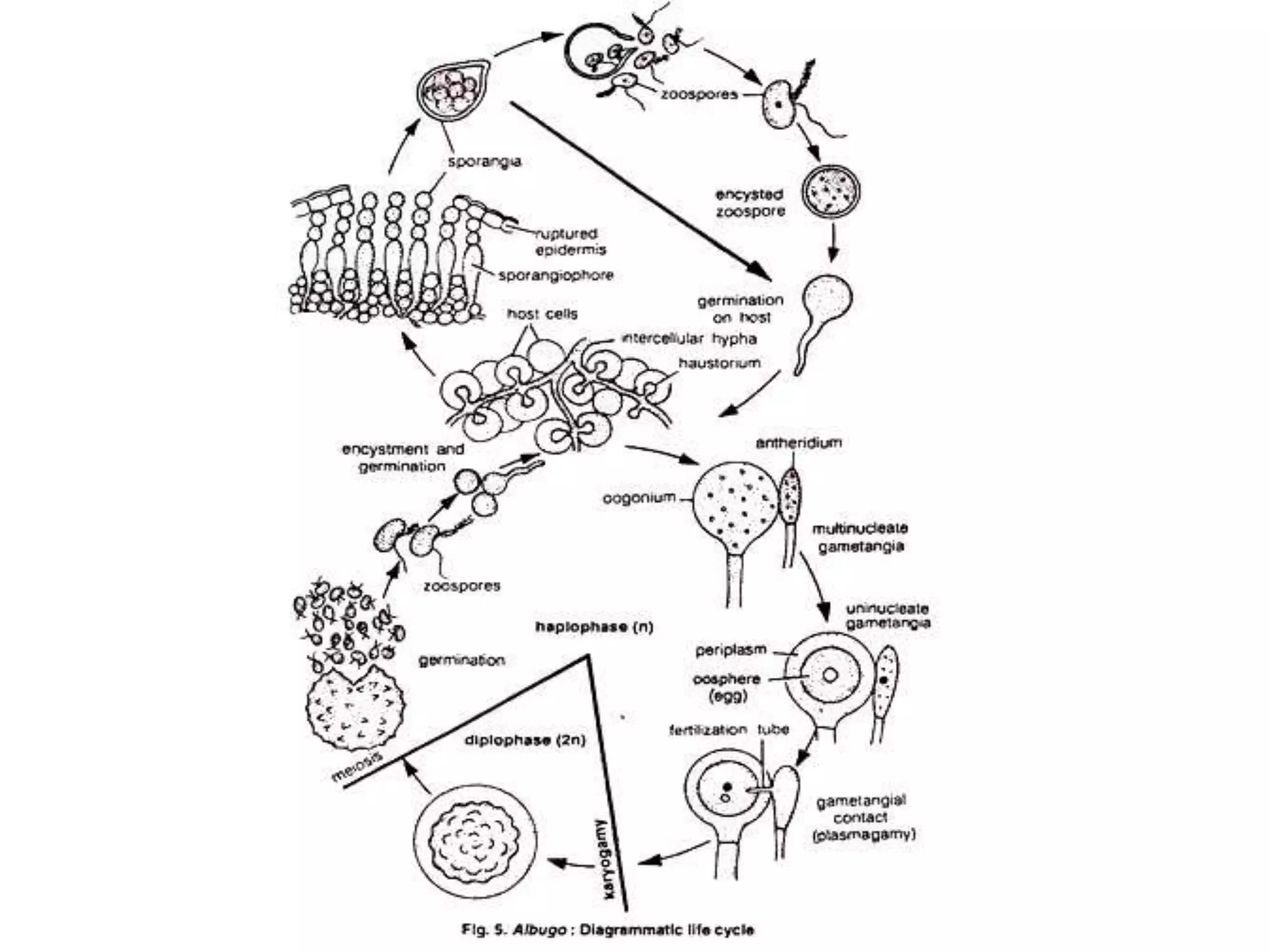 Life cycle of Pythium, Albugo, Erysiphe, Claviceps, Ustilao and ...