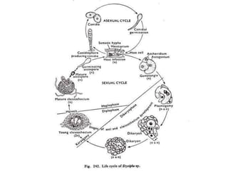 Life cycle of Pythium, Albugo, Erysiphe, Claviceps, Ustilao and ...