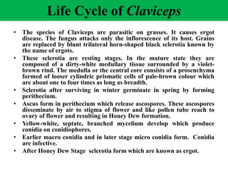 Life cycle of Pythium, Albugo, Erysiphe, Claviceps, Ustilao and ...