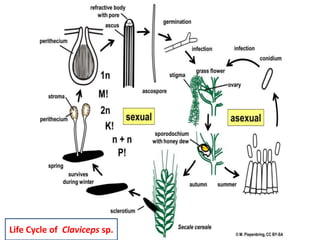 Life cycle of Pythium, Albugo, Erysiphe, Claviceps, Ustilao and ...