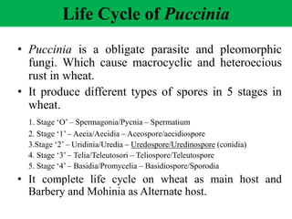 Life cycle of Pythium, Albugo, Erysiphe, Claviceps, Ustilao and ...