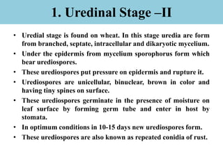 Life cycle of Pythium, Albugo, Erysiphe, Claviceps, Ustilao and ...