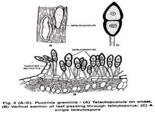 Life cycle of Pythium, Albugo, Erysiphe, Claviceps, Ustilao and ...