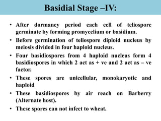 Life cycle of Pythium, Albugo, Erysiphe, Claviceps, Ustilao and ...