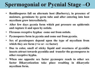 Life cycle of Pythium, Albugo, Erysiphe, Claviceps, Ustilao and ...