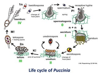 Life cycle of Pythium, Albugo, Erysiphe, Claviceps, Ustilao and ...