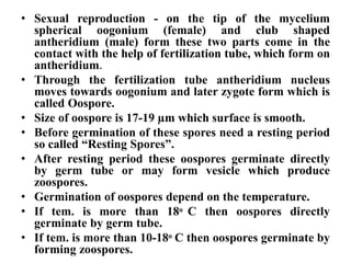 Life cycle of Pythium, Albugo, Erysiphe, Claviceps, Ustilao and ...