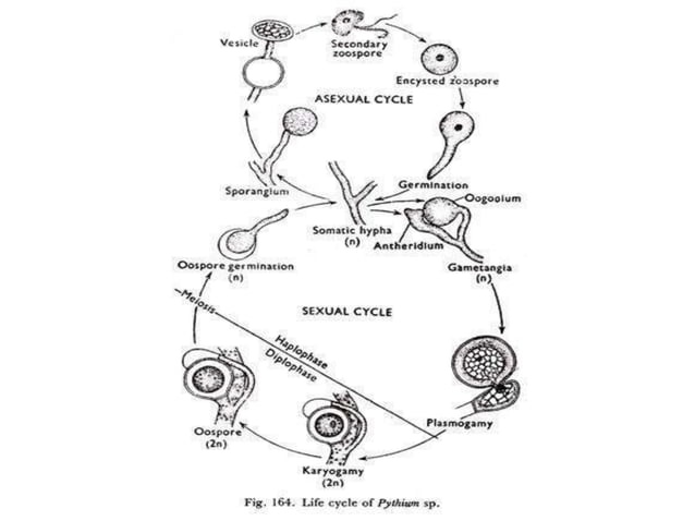 Life cycle of Pythium, Albugo, Erysiphe, Claviceps, Ustilao and ...